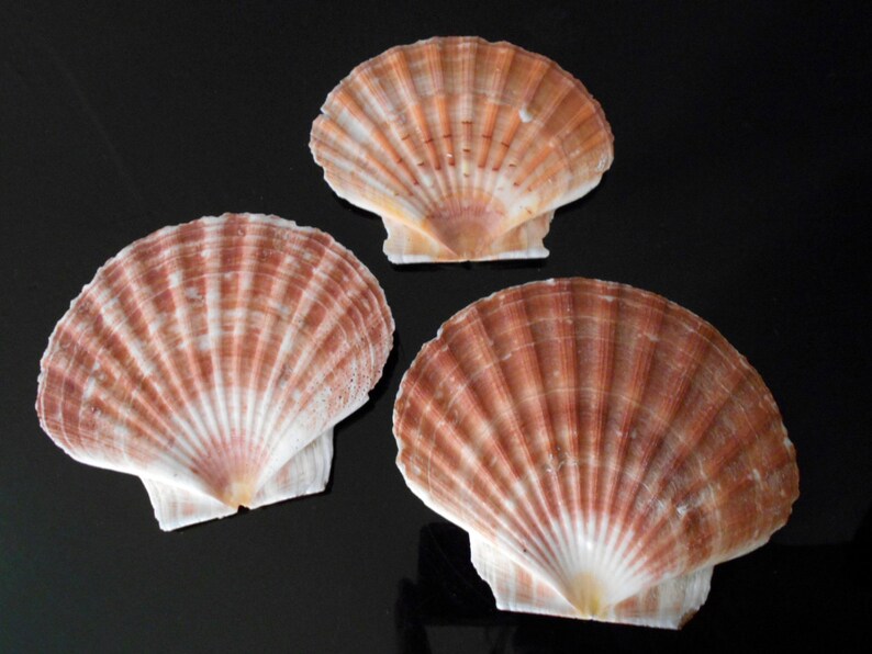 Set of 12 Large Irish Flat Scallops Shells Seashells 4"+ Crafts Beach ...