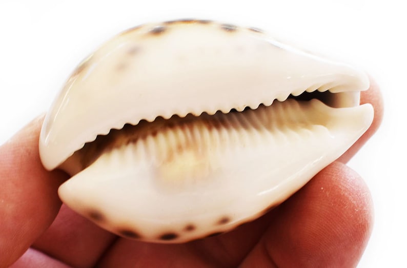 Set of 12 Small Tiger Cowrie Shells Seashell 2 - Etsy