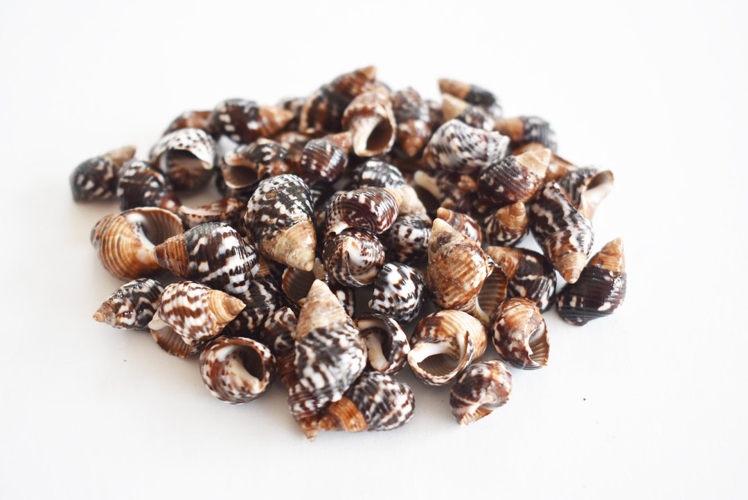 2 Oz (70) Tiny Planaxis Sulcata Shells (1/2-3/4") Beach Craft Sailors ...