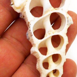 Set of 24 Large Center Cut Knobby Natural Cerithium Shells (3-4") for ...