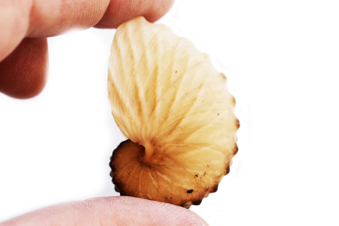 X Large Brown Paper Nautilus argonaut 2 1/2 3 Beach Crafts Decorating ...