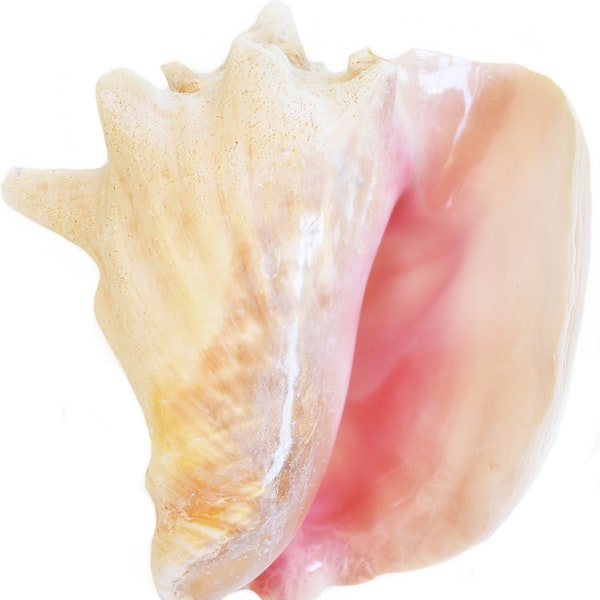 Conch Seashell - Etsy