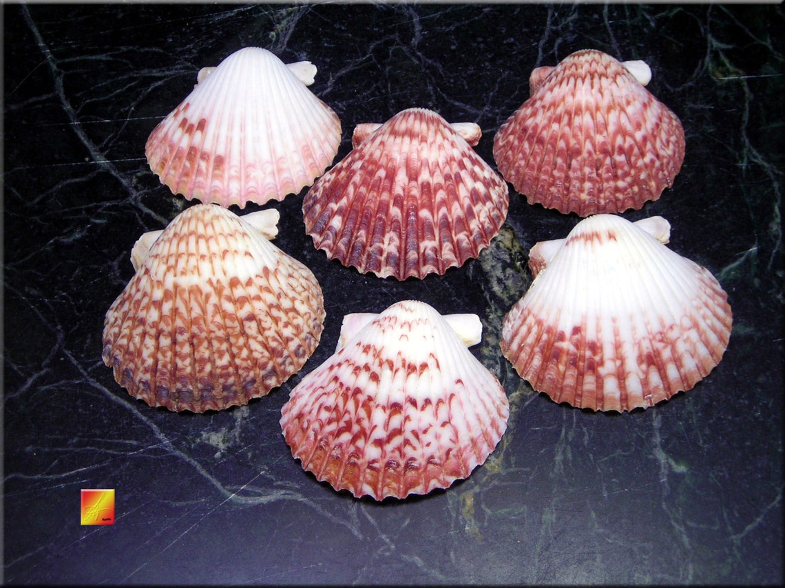 24 Calico Scallops 1.52 Shell Seashells Nautical - Etsy