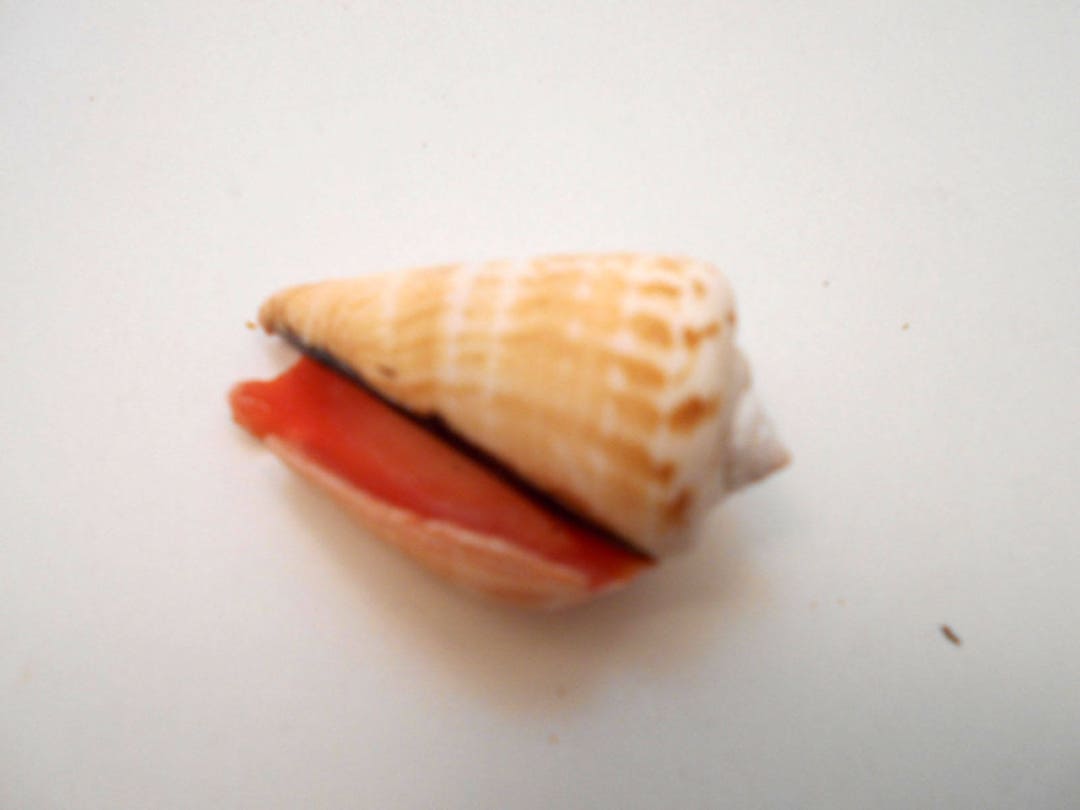 3 Strawberry Strombus Shells Seashells 2" Beautiful Beach Wedding ...