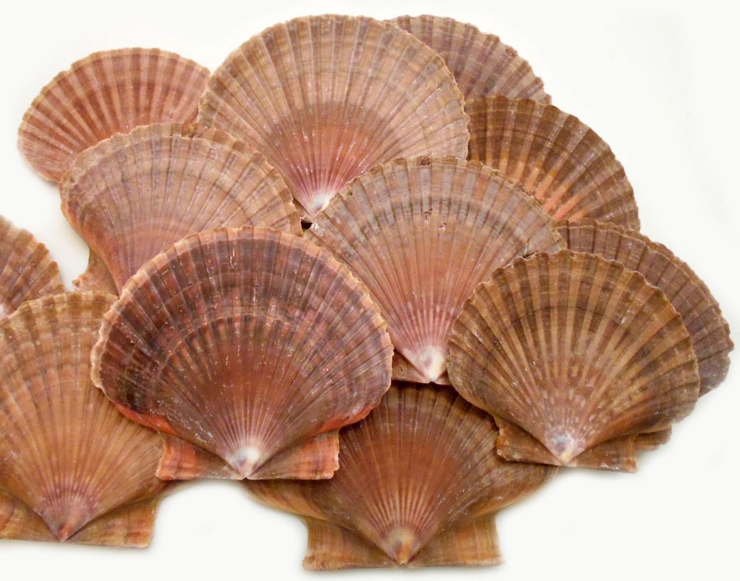 24 Mexican Flat Scallop Shells Seashells Large 3" Crafts Coastal Beach ...