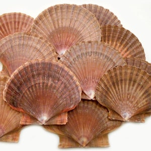 100 Mexican Flat Scallop Shells Seashells Large 3" Crafts Coastal Beach ...