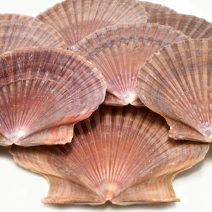 100 Mexican Flat Scallop Shells Seashells Large 3" Crafts Coastal Beach ...