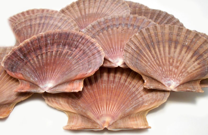 100 Mexican Flat Scallop Shells Seashells Large 3" Crafts Coastal Beach ...