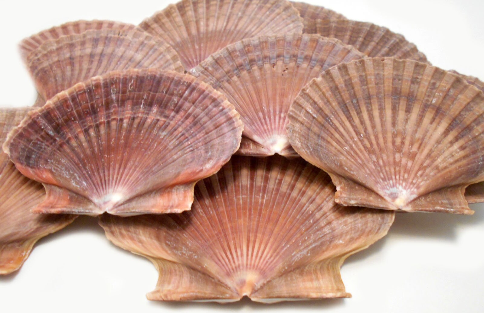 100 Mexican Flat Scallop Shells Seashells Large 3" Crafts Coastal Beach ...
