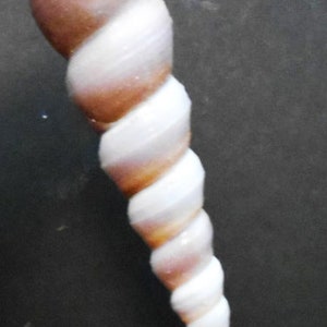 100 Purple Turretella Shells (2-3") Beach Crafts Coastal Decorating - Etsy