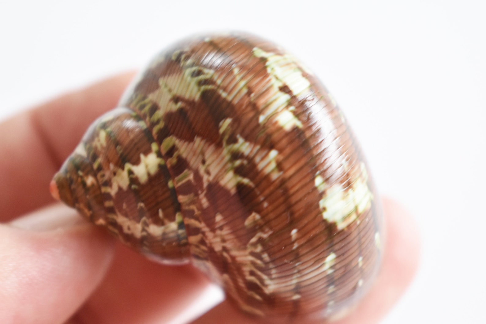 10 Hermit Crab Changing Shell Set Deluxe Turbo Shells Medium Size 1 1/ ...