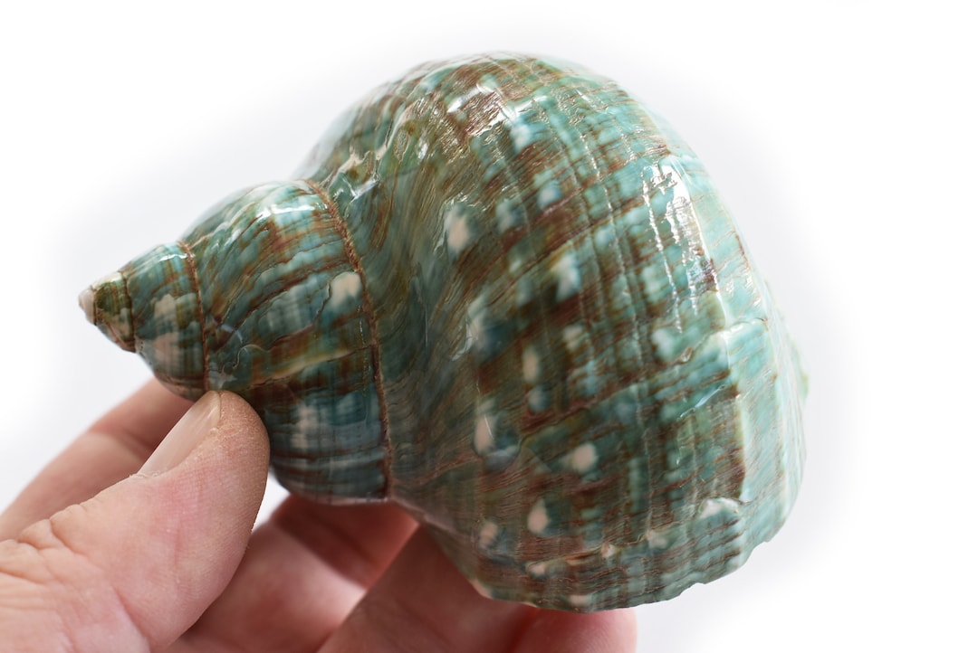 X-large Polished Jade Turbo Shells (4"+) Opening Size: 2" Extra Large ...