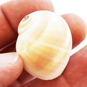 Set of 24 Shark Eye Moon Shells 1 1/2 2 Coastal Arts & Crafts, Hermit ...