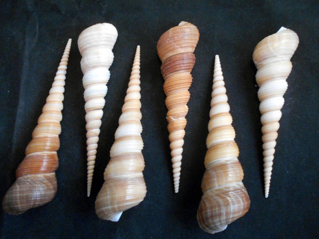 Set of 6 Turretella Terebra Shells Full Tip (2-3") Coastal Arts and ...
