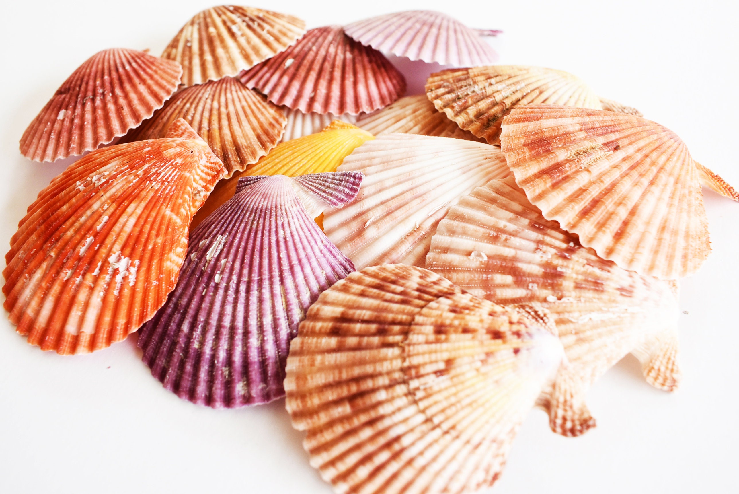 Set of 100 Noble Pecten Shells (singles) Coastal Arts and Crafts ...