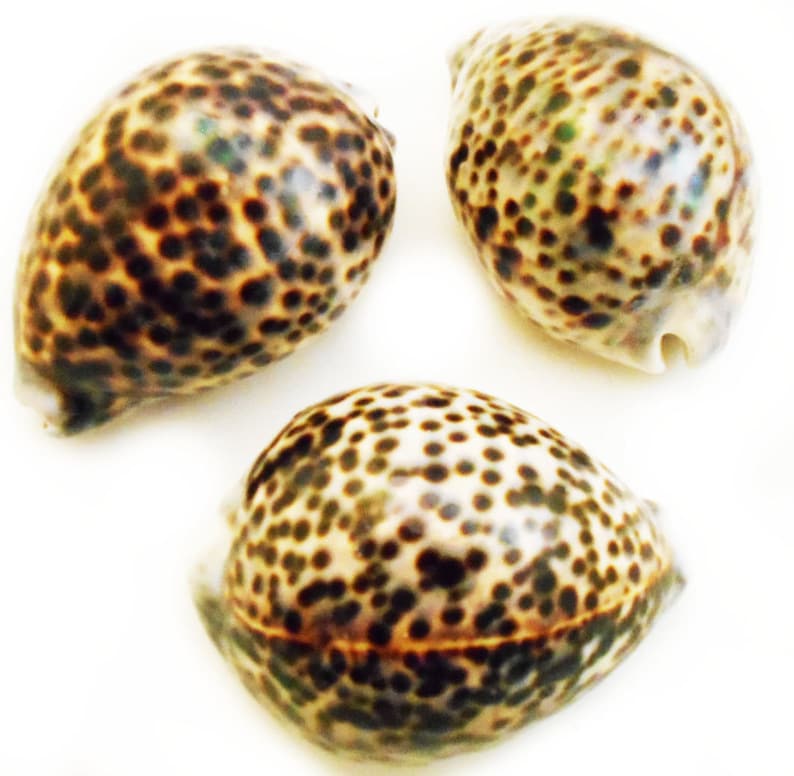 Set of 6 Small Tiger Cowrie Shells Seashell 2 Cypraea - Etsy