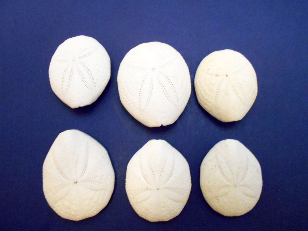 6 Beautiful White Puffer Sea Biscuits Shell Sand Dollar Beach Crafts ...