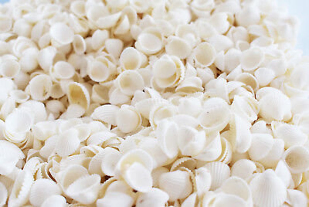 4oz 200 Tiny White Granosa Shells 1/2-3/4 Beach Crafts Wedding Decor ...