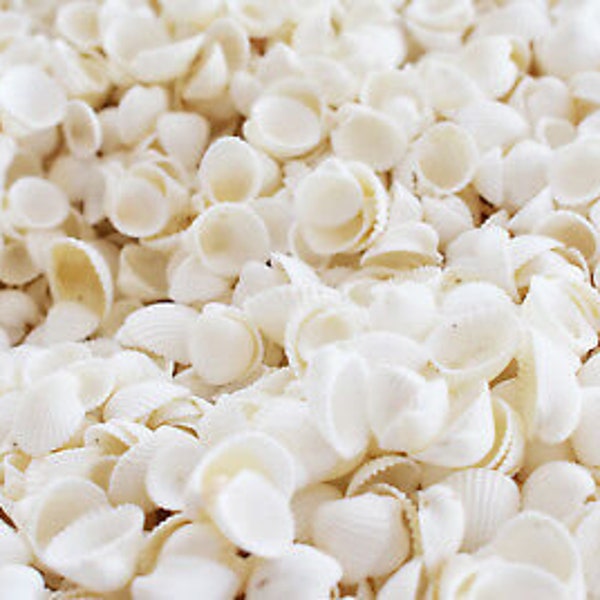 Tiny Seashells - Etsy