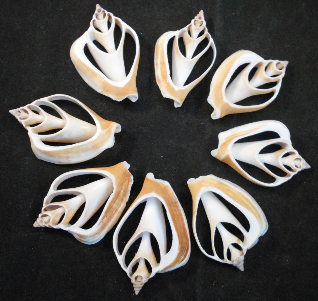 6 Center Cut Canarium Shells About 2" Beach Nautical Seashells Ocean ...