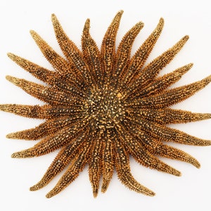 One Beautiful Real Large Multileg "sunflower" Starfish 6" Size Craft ...