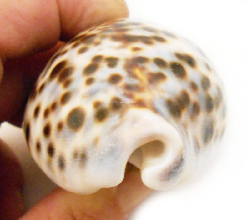 Set of 6: X- Large Tiger Cowrie Shell (cypraea Tigris) 3 1/2"+ Beach ...