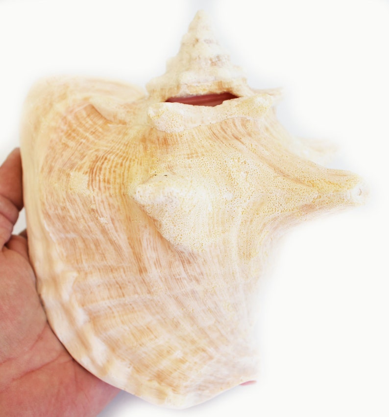 Giant Large Bahama Pink Queen Conch Shell 8 Beach | Etsy