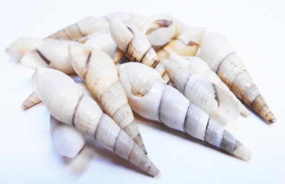 Home & Hobby 4 oz Genuine Bullia Shells 1-1 34 Beach Crafts Coastal ...