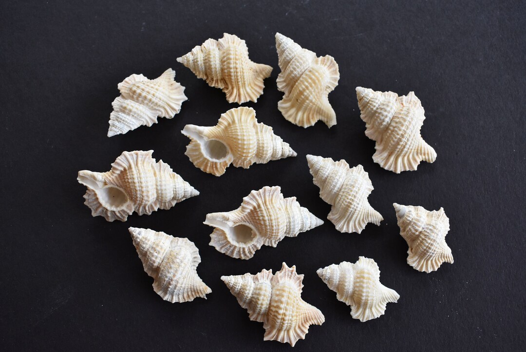 Set of 12 Maple Leaf Shells biplex Perca 3/4-1 1/4 20-32mm Crafts ...