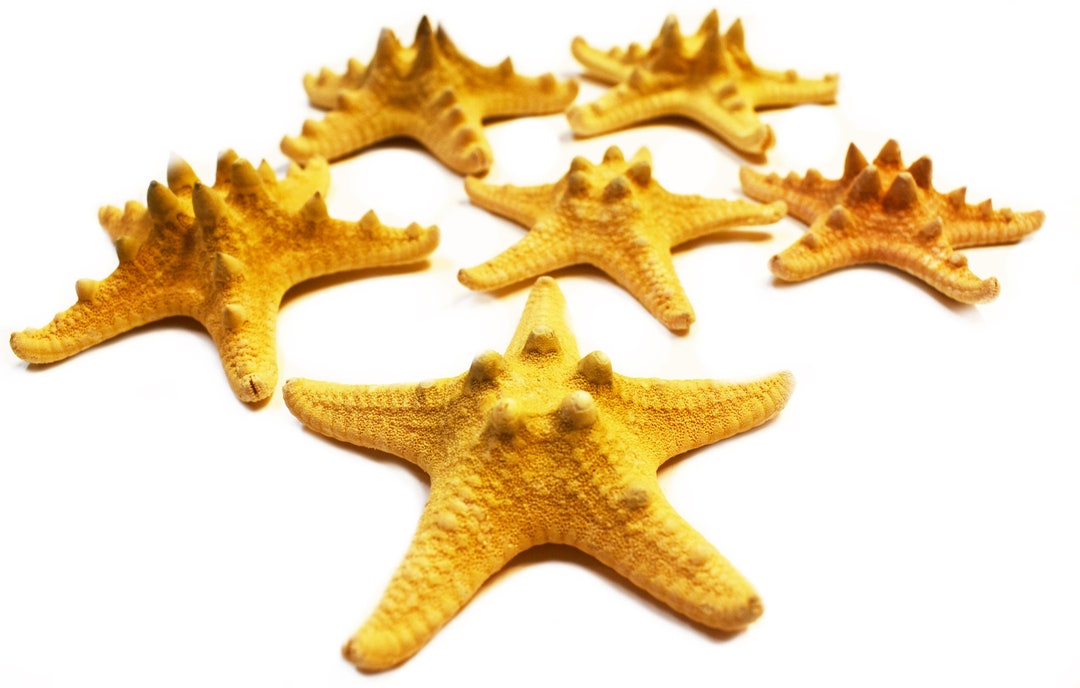 Set of 12 Natural Knobby Starfish (3-4" / 75-100mm) Beach Crafts ...