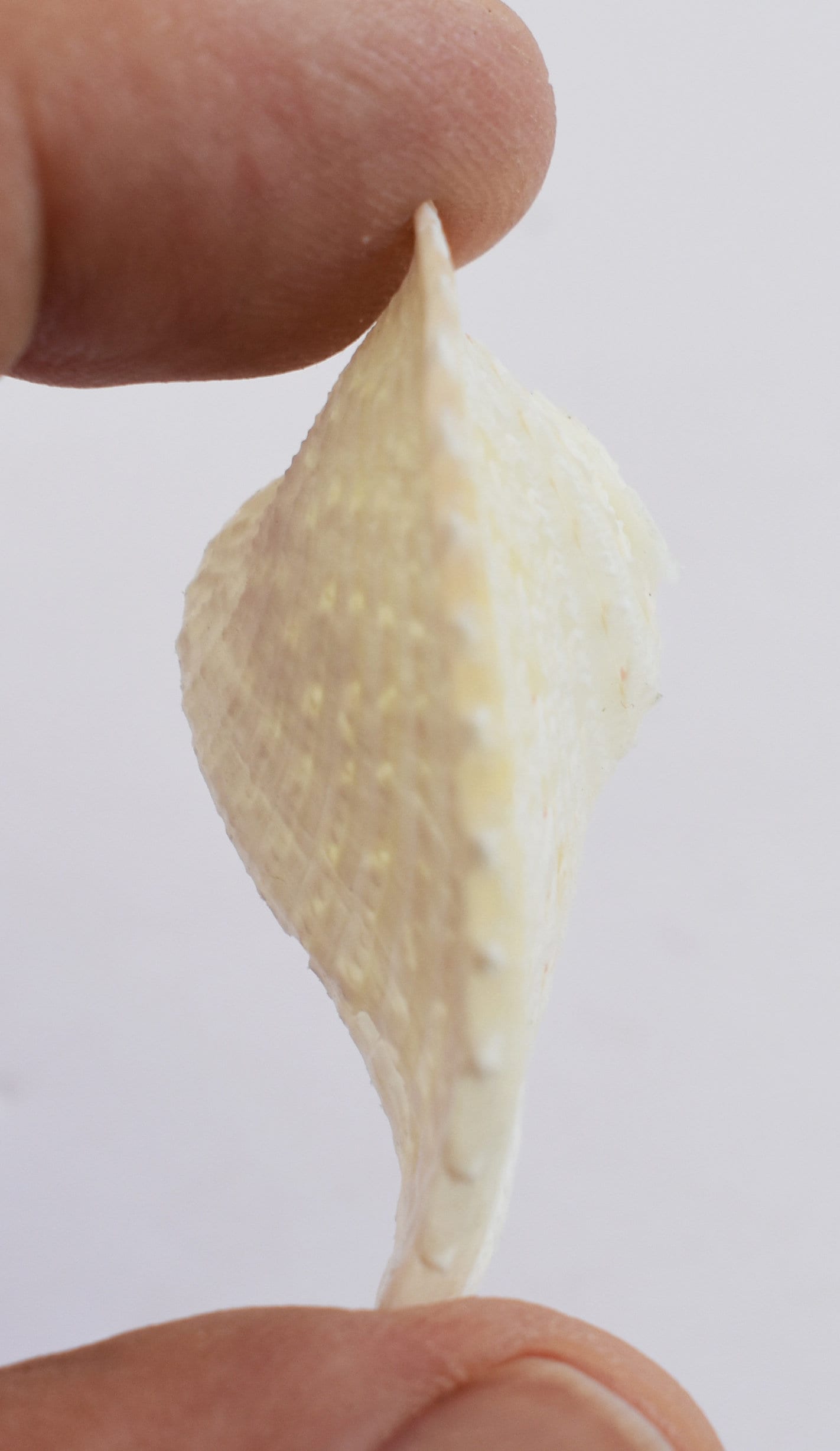 Set of 6 Beautiful Small White True Heart Cockle Shells - Etsy