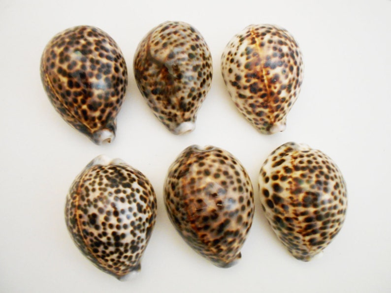 6 Large Tiger Cowrie Shells cypraea Tigris 3 Beach - Etsy