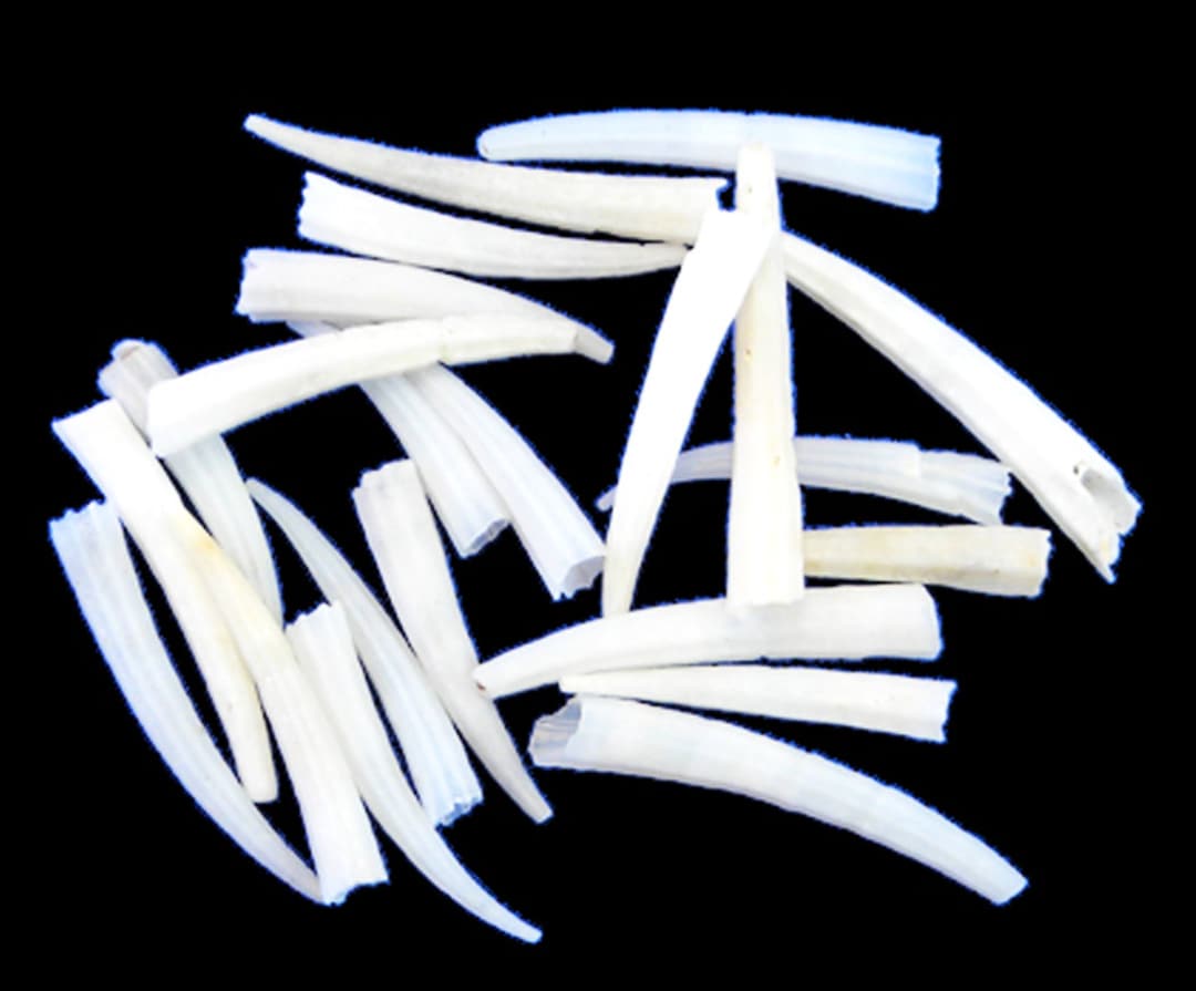 4 Oz (400) White Tusk Shells Seashells (3/4 - 1 1/4" ) Beach Nautical ...
