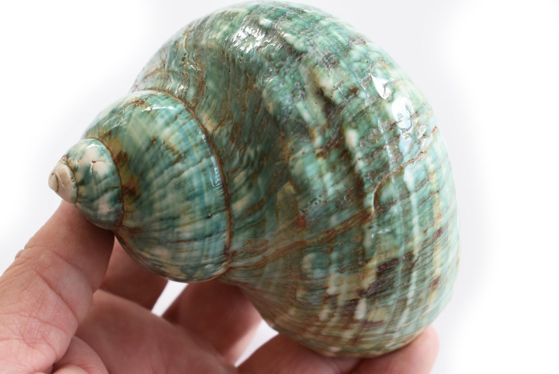 Large Polished Jade Turbo Shells (3 1/2-4" / 89-102 Mm) Opening Size: 1 ...