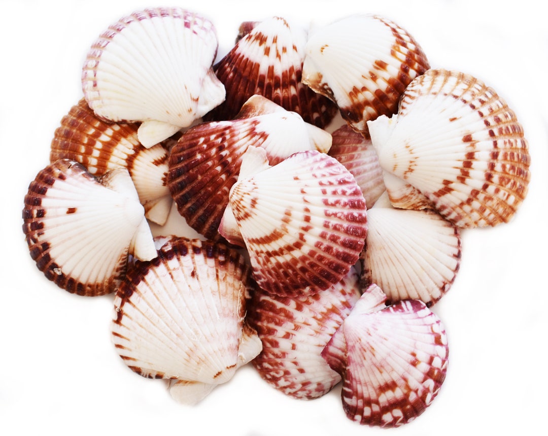 24 Large Calico Scallops 2-3" Shell Seashells Nautical Craft Beach ...