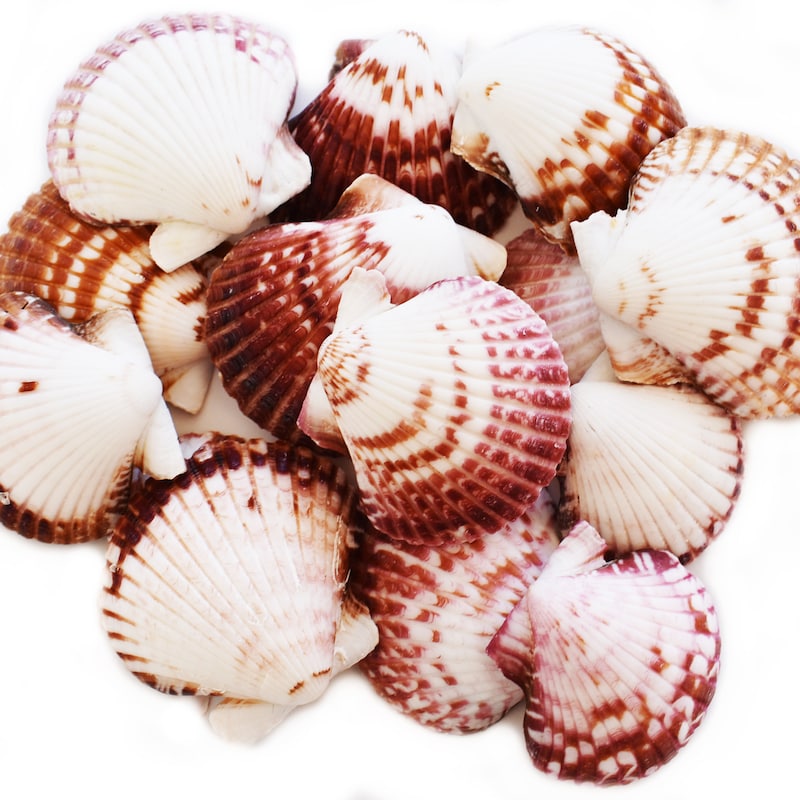 Calico Scallop Shell - Etsy