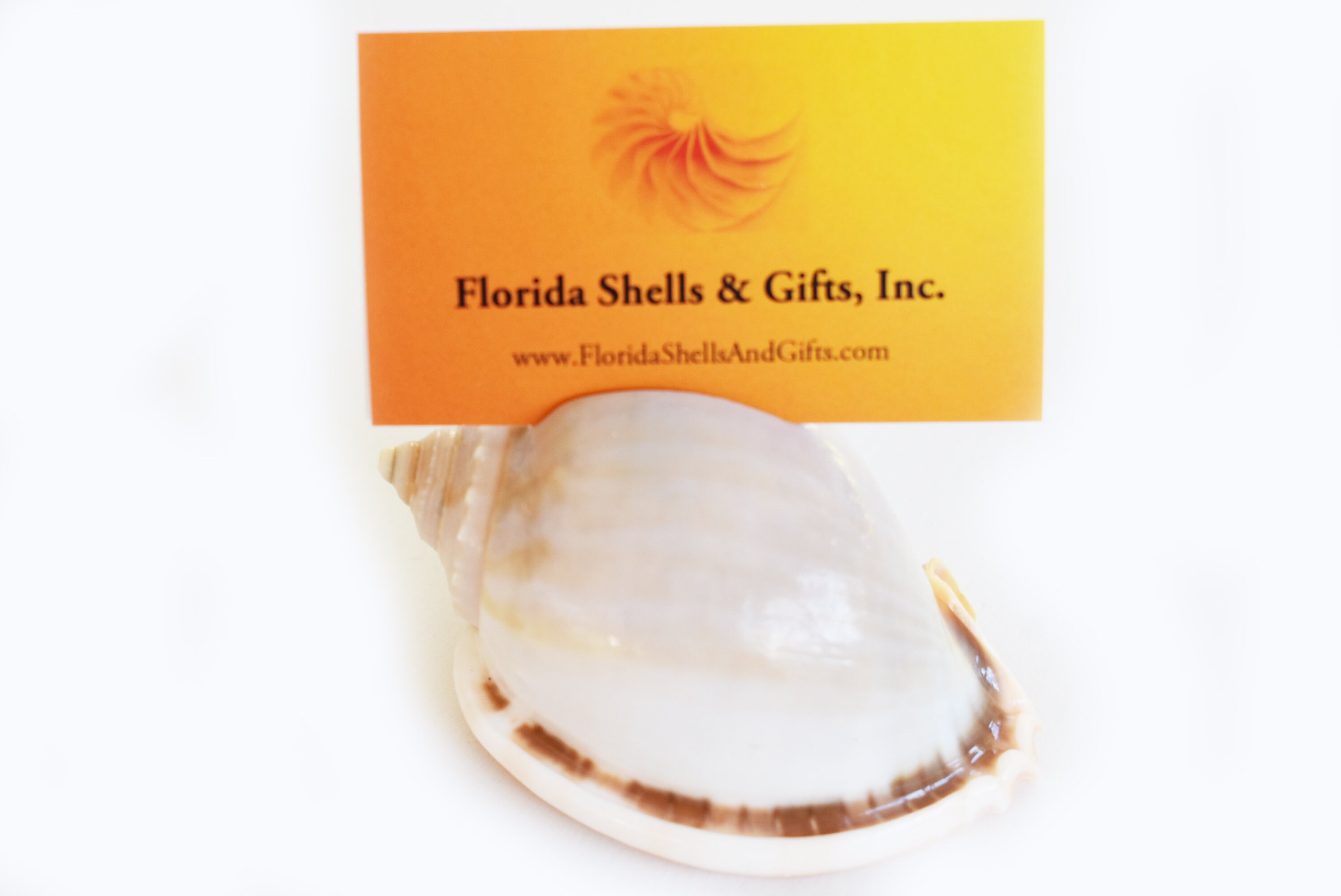 Set of 36 Tropical Seashell Place Card Holders Beach Wedding - Etsy