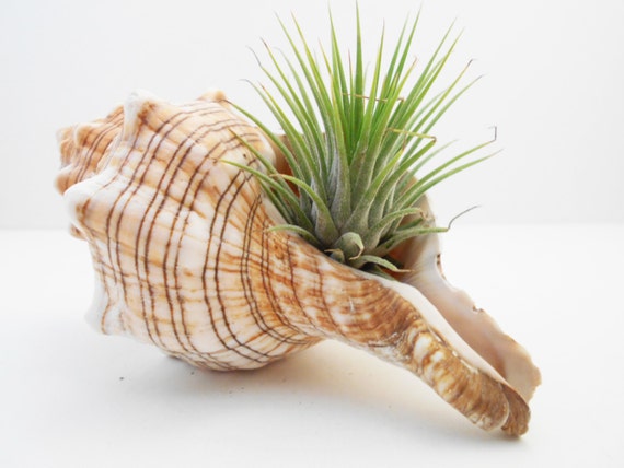 Beautiful Striped Conch Shell Airplant Kit tillandsia - Etsy