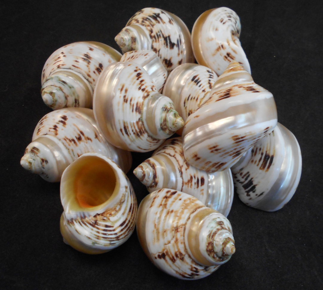 Set of 12 Banded Gold Mouth Turbo Shells (size ~2"/ Open ~7/8") Hermit ...