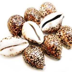 Set of 12 Small Tiger Cowrie Shells Seashell (2"+) Cypraea Tigris Beach ...