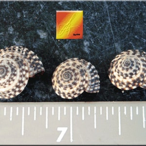 100 Tiny Heliacus Mini Shells 1/4 1/2 X-small Seashell Crafts Coastal Nautical Decorating - Etsy