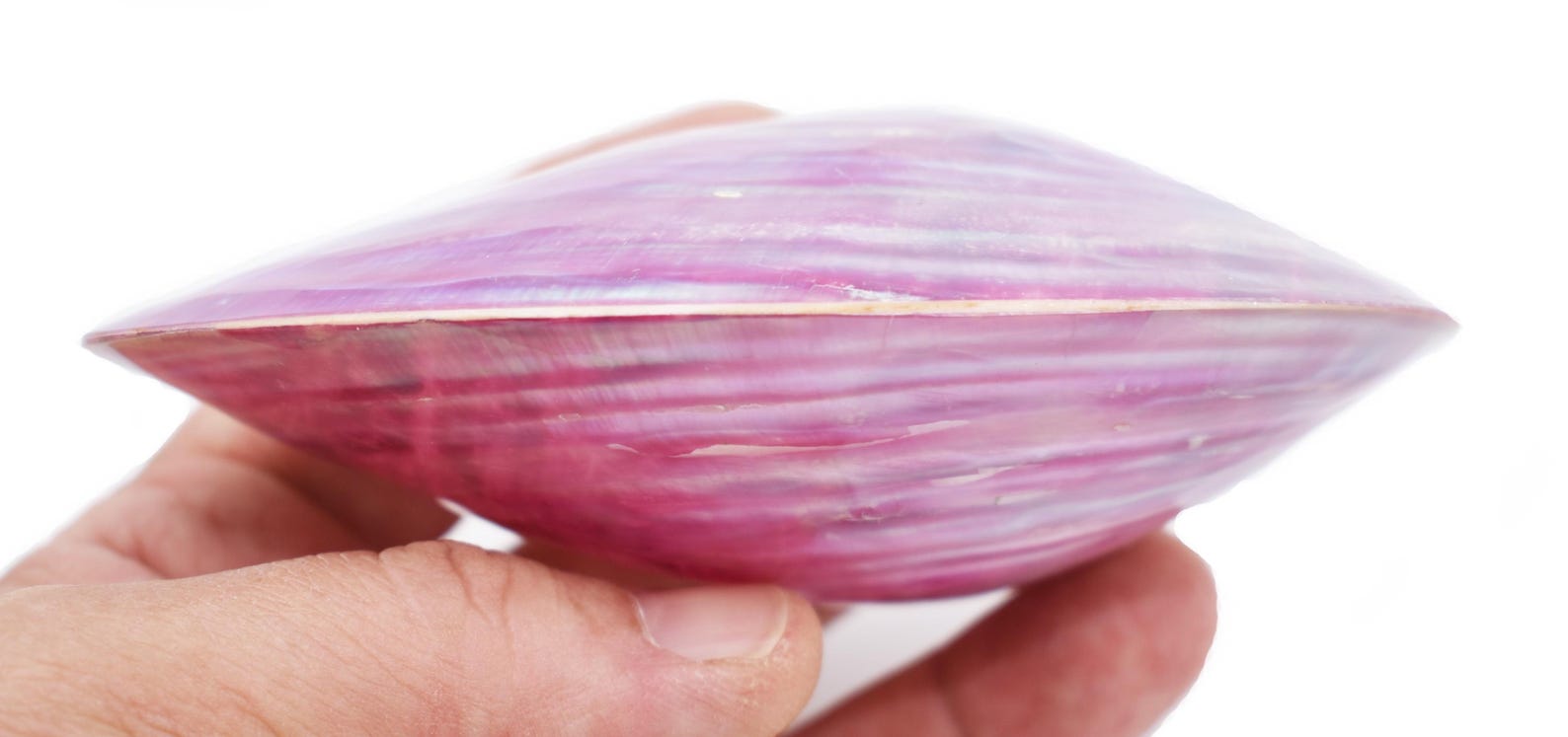 Set of 2: Dyed Purple Clam Shell (whole Shell) 4-5" Polished Seashell ...