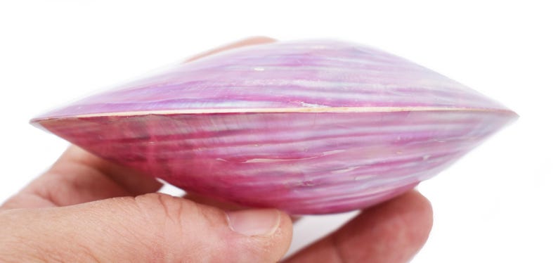 Set of 2: Dyed Purple Clam Shell (whole Shell) 4-5" Polished Seashell ...