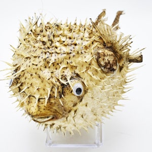 Beautiful Giant Dried Blowfish (porcupine Fish) 15" Taxidermy Nautical ...