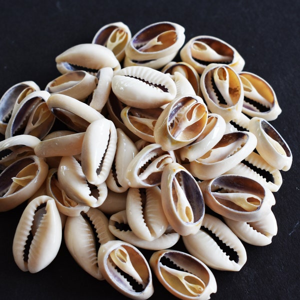 Cowrie Shells - Etsy