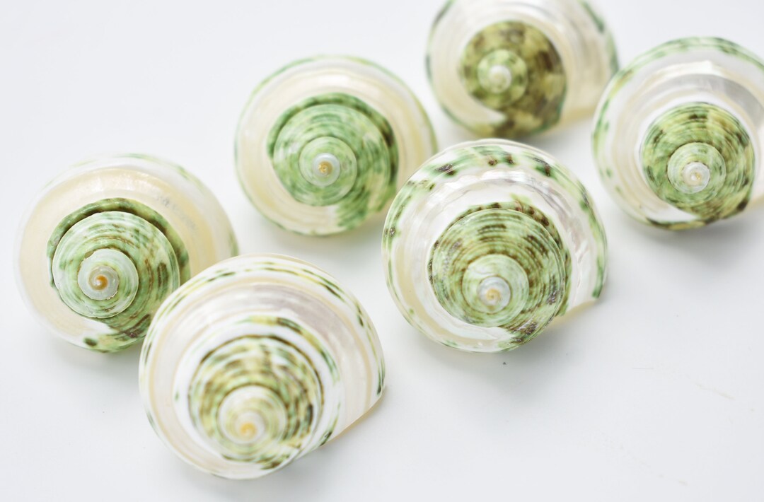 Set of 6 Banded Green Turbo Shells (size ~2"/ Open ~3/4") Hermit Crab ...