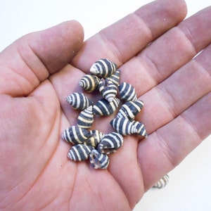 12 Tiny Beehive Shells Seashells (1/4"-1/2") Beach Crafts, Nautical ...