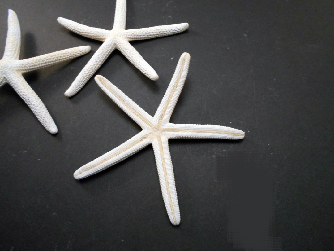 Set of 3 White Finger Starfish 5" - 6" Beach Weddings Crafts Coastal ...