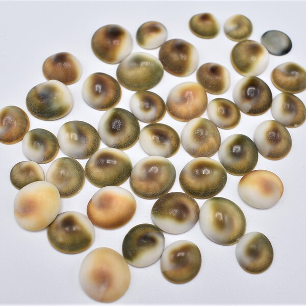 Cats Paw Shell - Etsy