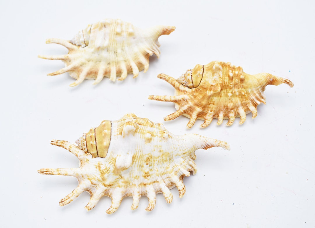 Set of 3: Beautiful Spider Conch Shell (lambis Milipeda) 4-5" Beach ...